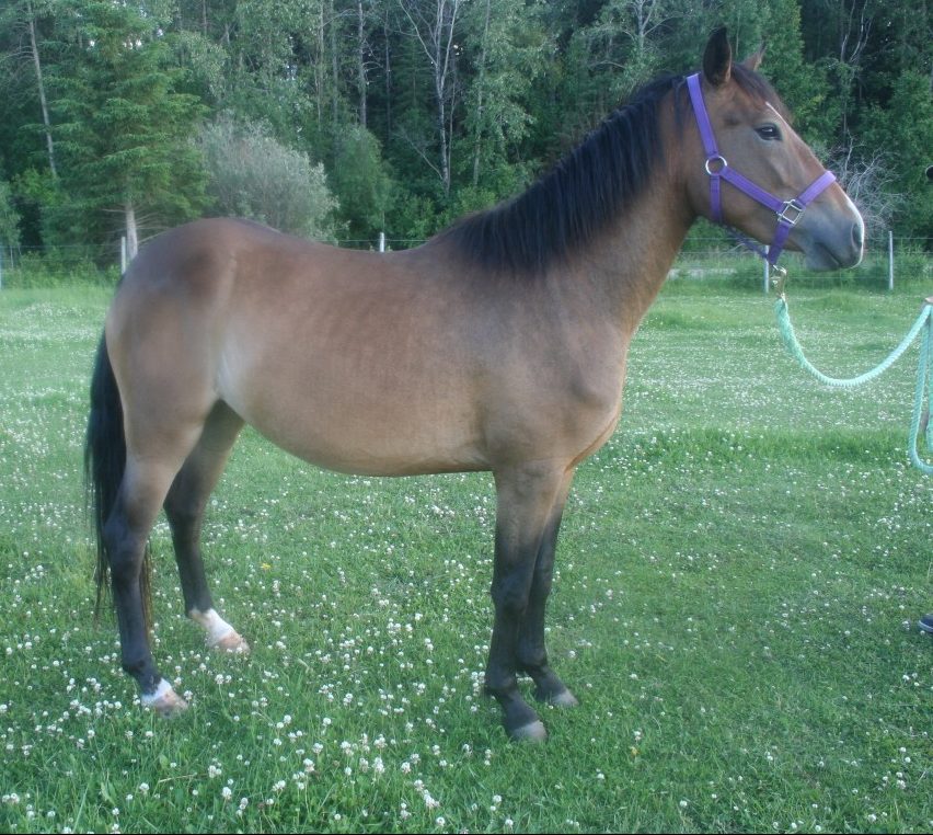 Sport Ponies for Sale in Breton AB | Pferde Traum Farm