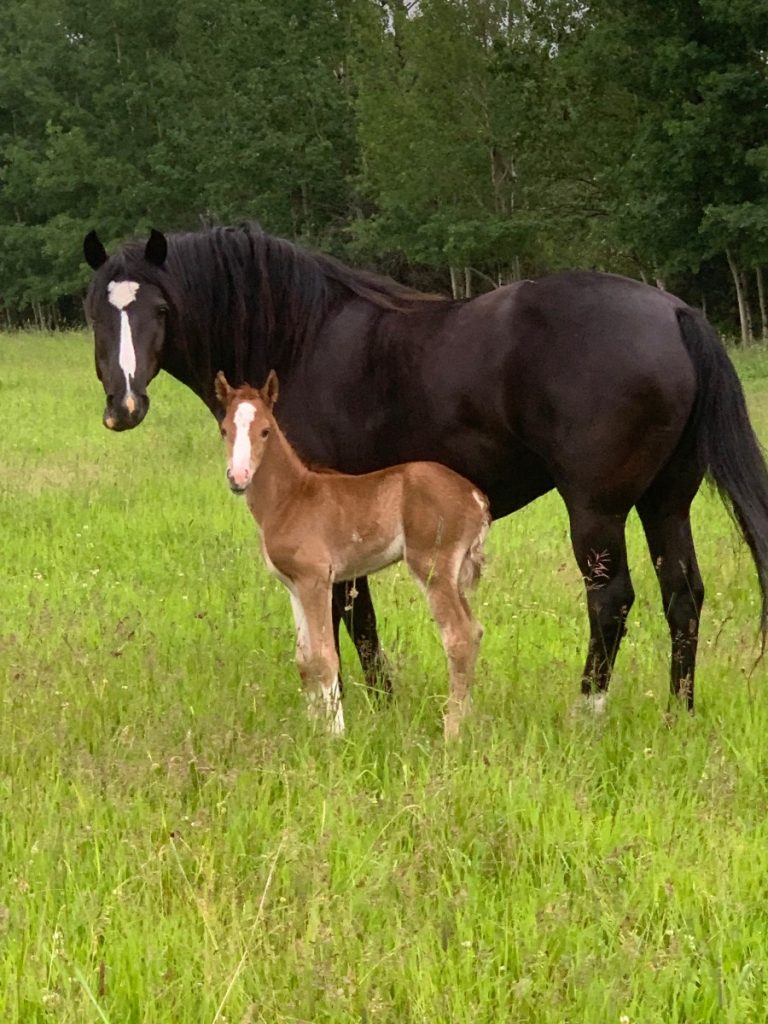 Ponies for Sale | Pferde Traum Farm